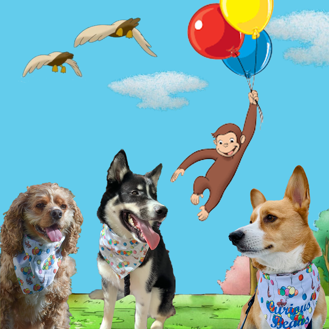 Geekster Collage: Curiosity Day – Geekster Pets